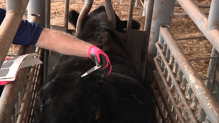 Applying Breeding Indicator To A Beef Cow Estrotect™