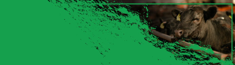 Estrus Intensity | Estrotect™ Breeding Indicators