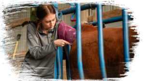 Estrus Intensity | Estrotect™ Breeding Indicators