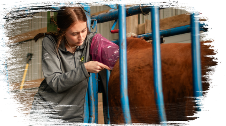 Estrus Intensity | Estrotect™ Breeding Indicators