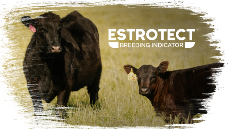 Estrus Intensity | Estrotect™ Breeding Indicators